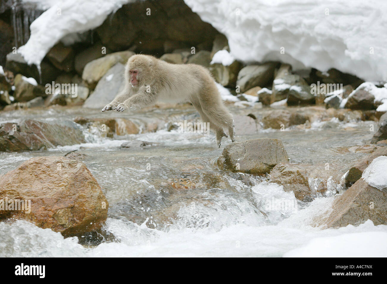 Japanese Macaque, Snow monkey (Macaca fuscata) jumping over stream ...