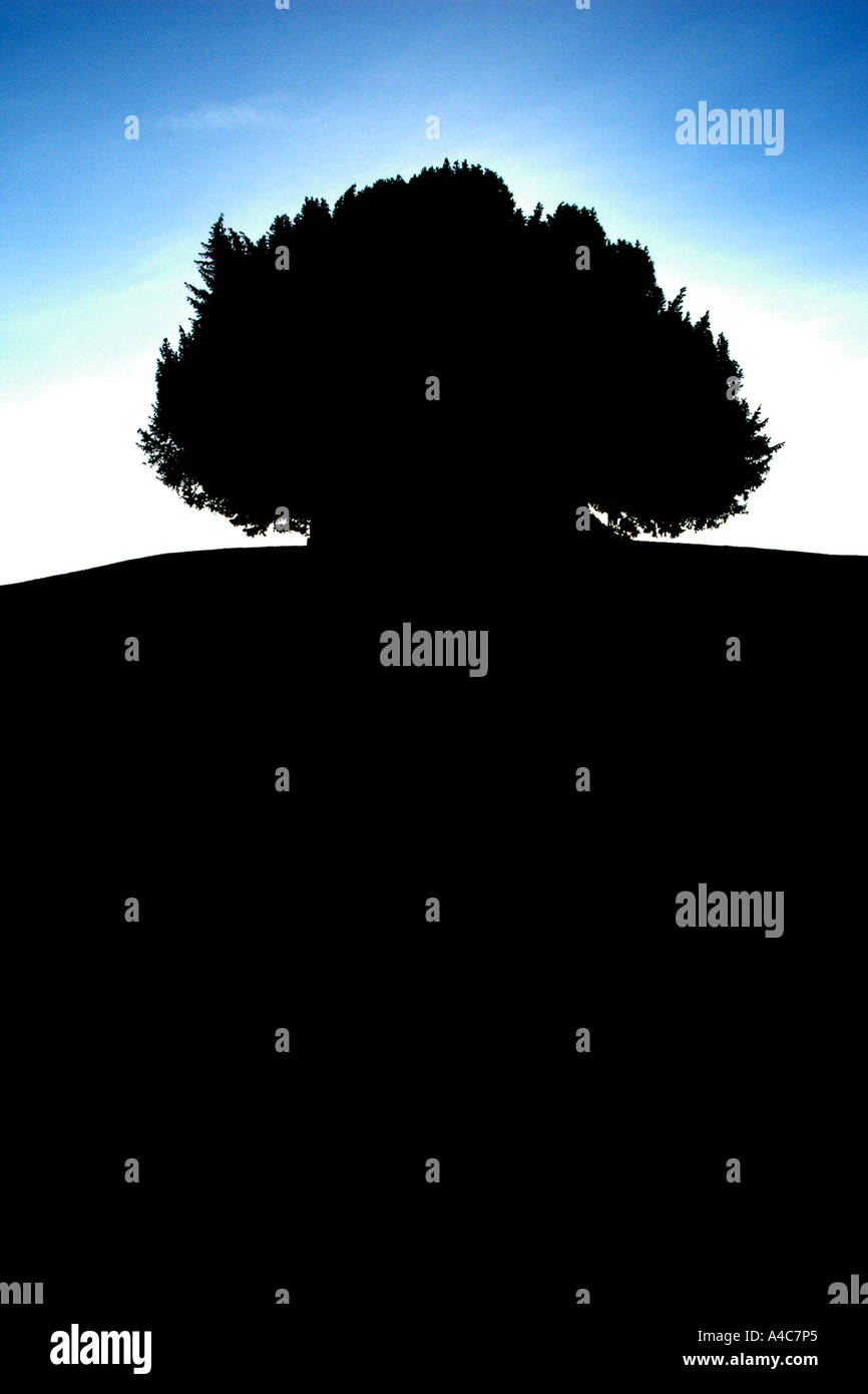 Black tree bush silhouette hi-res stock photography and images - Alamy