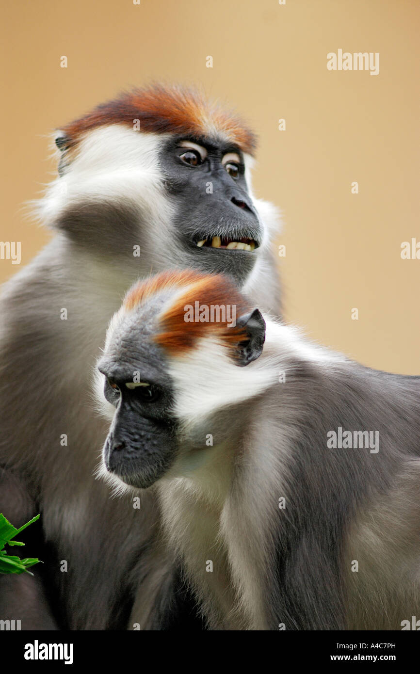 White Collared Mangabey