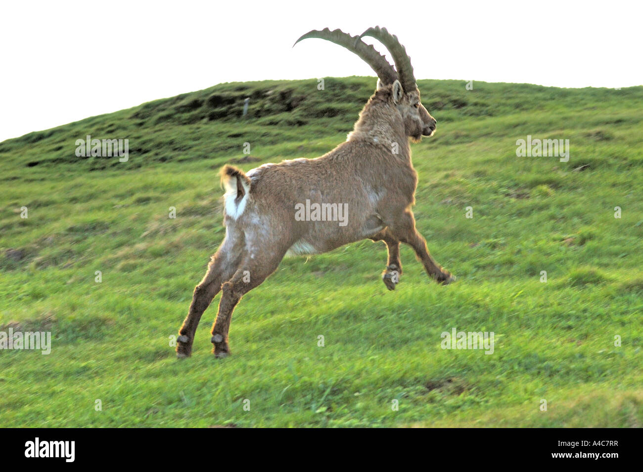 Alpine ibex jumping hi-res stock photography and images - Alamy