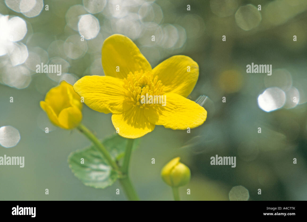 Caltha flower hi-res stock photography and images - Alamy