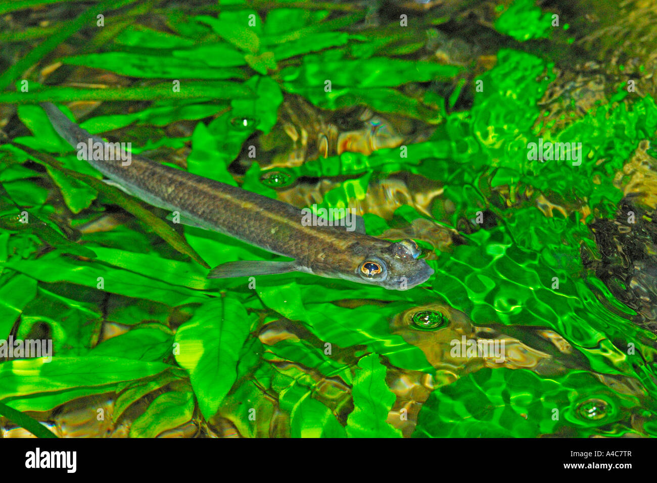 Largescale Foureye (Anableps anableps Stock Photo - Alamy