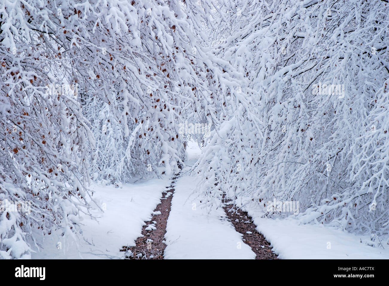 Common Beech (Fagus sylvatica). Trail in snowy beech forest Stock Photo ...