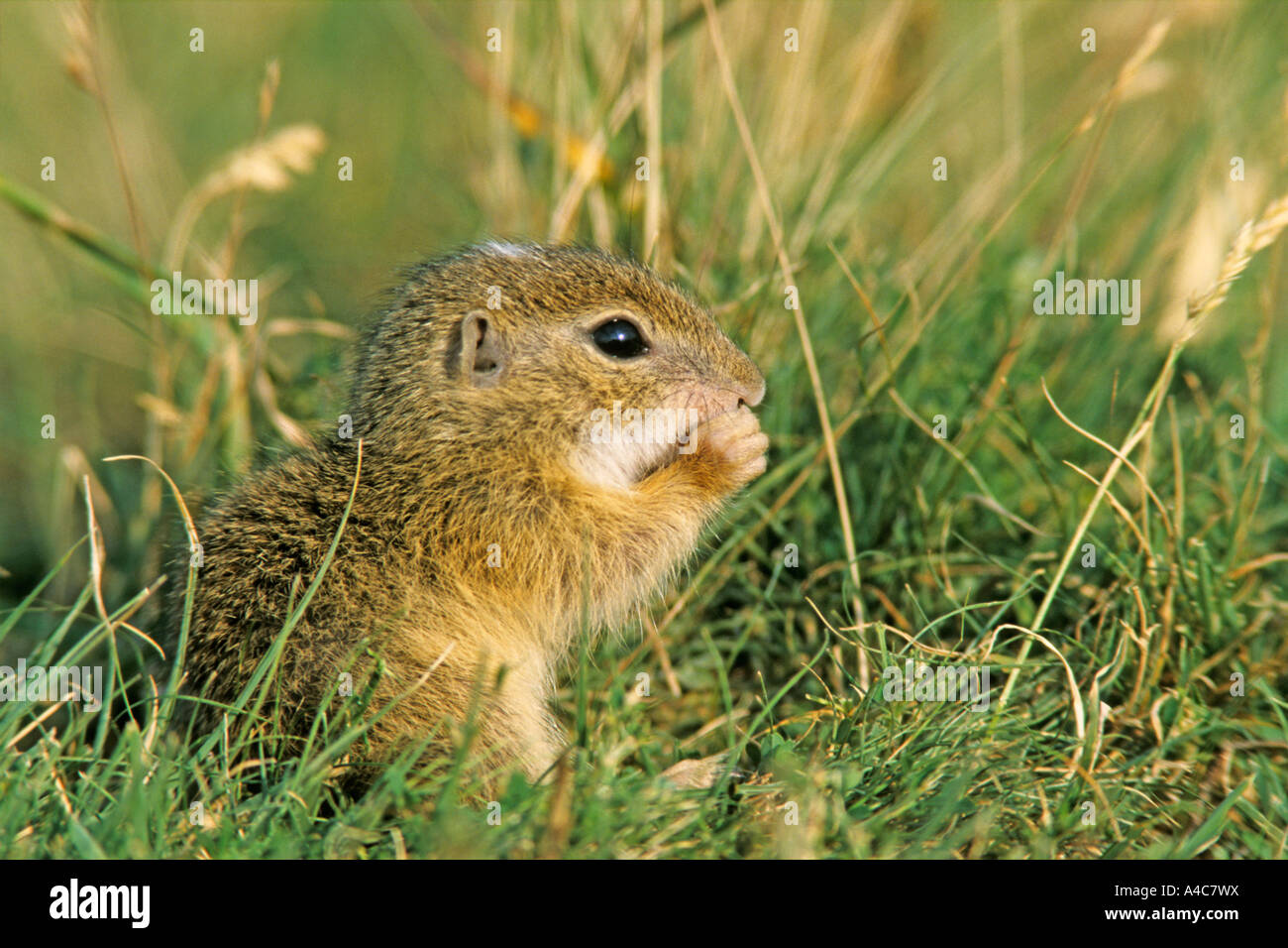 European Ground Squirrel European Suslik, European Souslik (Citellus ...