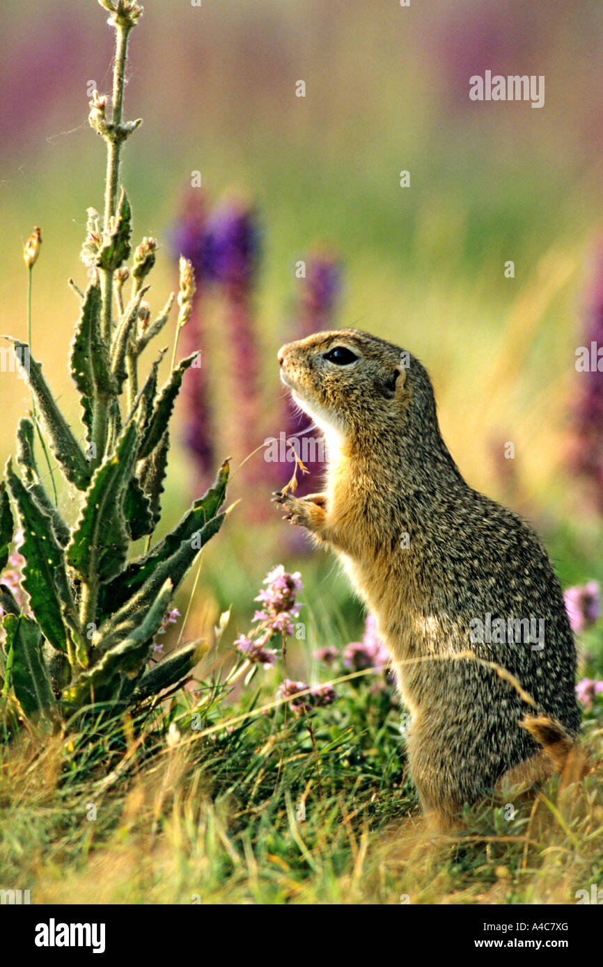 European Ground Squirrel European Suslik, European Souslik (Citellus ...