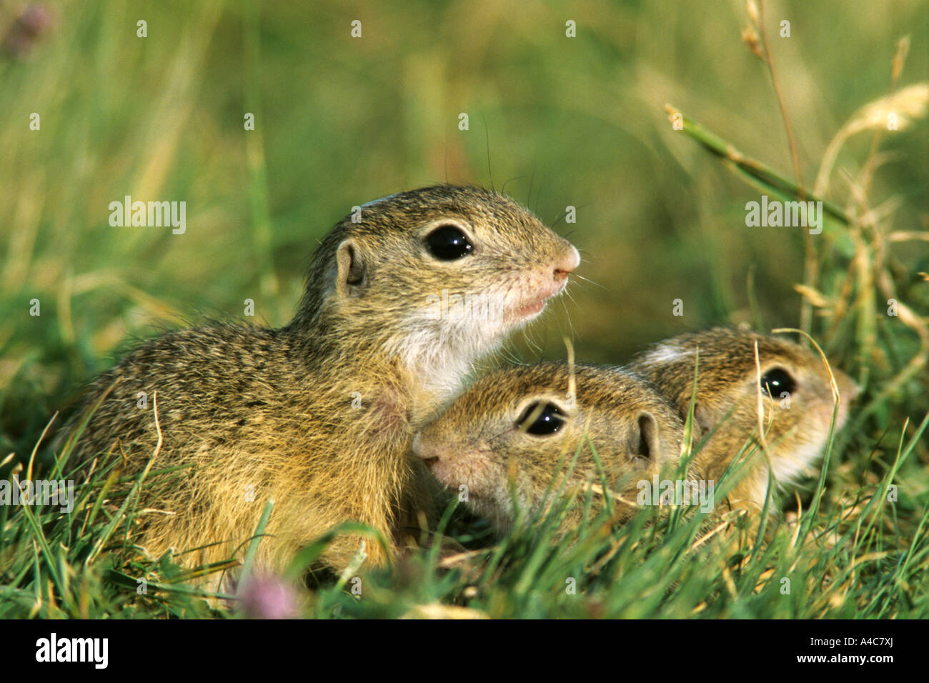 European Ground Squirrel (Citellus citellus, Spermophilus citellus ...
