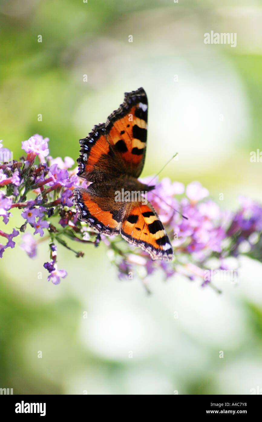 Shell wings hi-res stock photography and images - Alamy