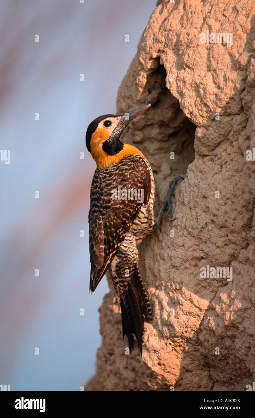 Campo flicker nesting in a termite mound (Colaptes campestris), Pica ...