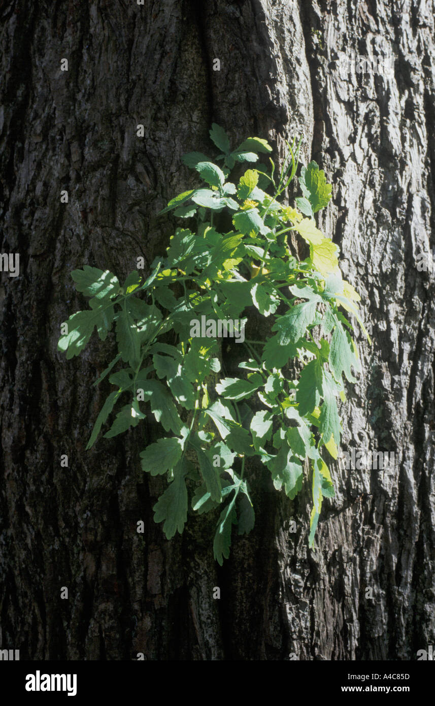 GRASS ON THE OLD TREE Stock Photo - Alamy