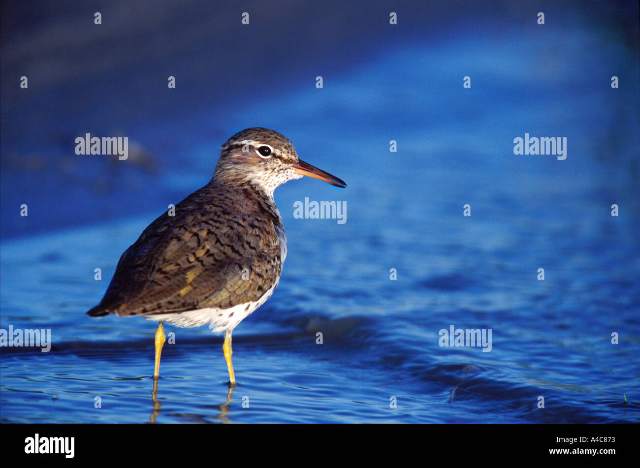 Spotted Sandpipe Actitis macularia Stock Photo - Alamy