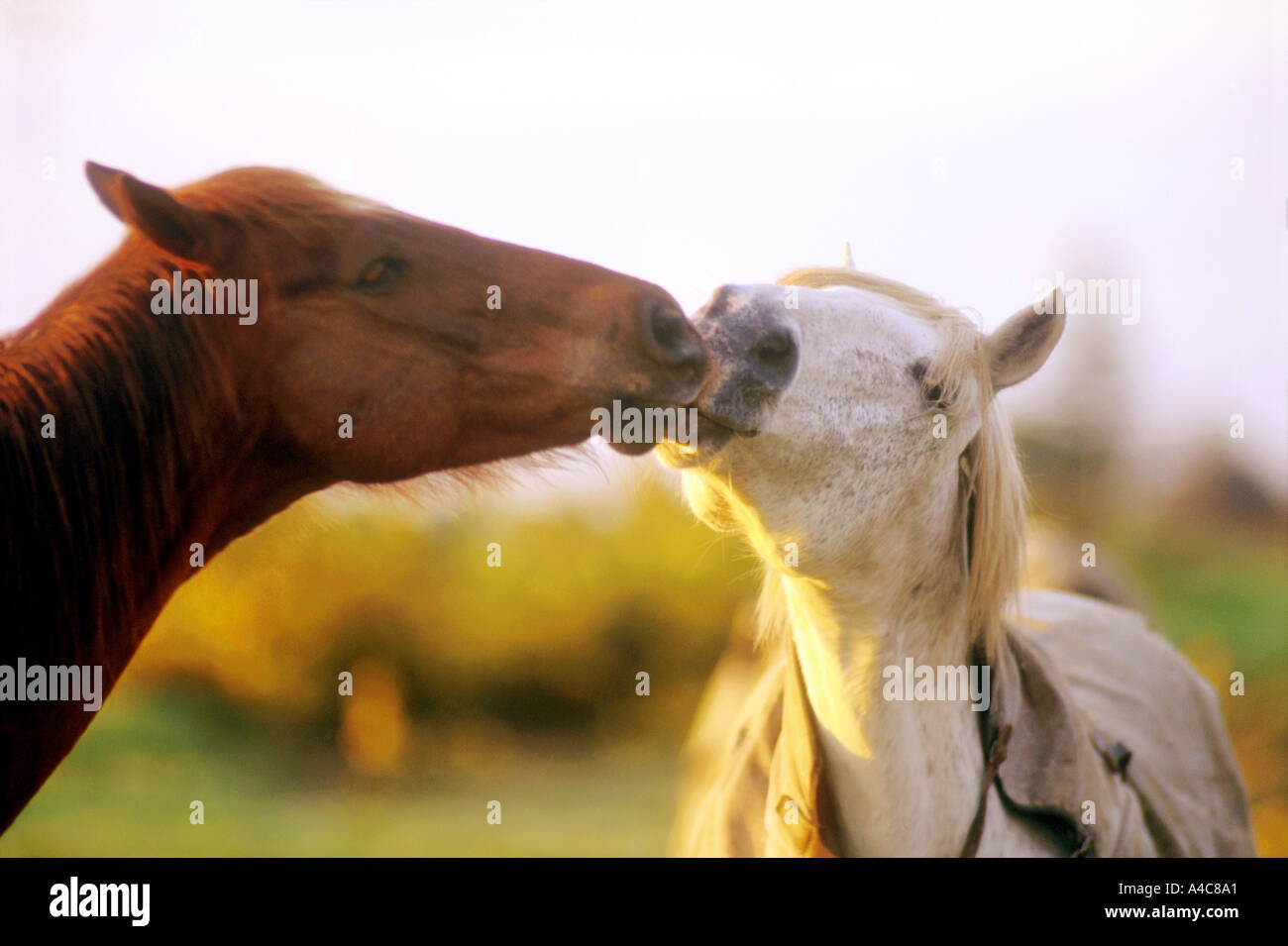 Partneres hi-res stock photography and images - Alamy