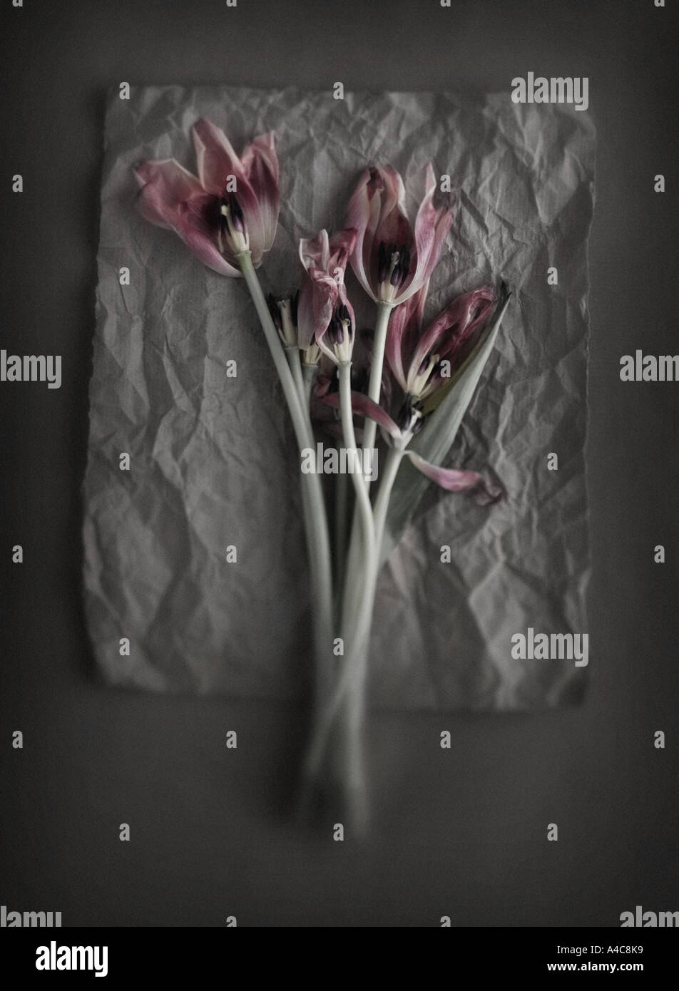 Drooping tulips hi-res stock photography and images - Alamy