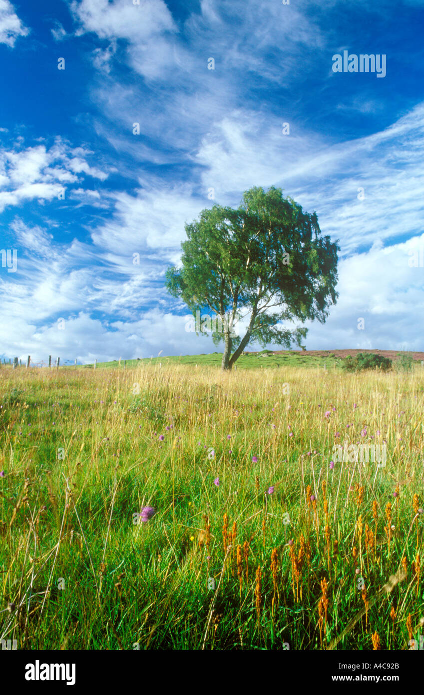 Aspen tree scotland hi-res stock photography and images - Alamy