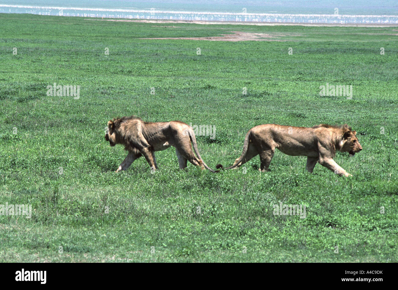 ngorongoro crater lions, tanzania, africa Stock Photo - Alamy