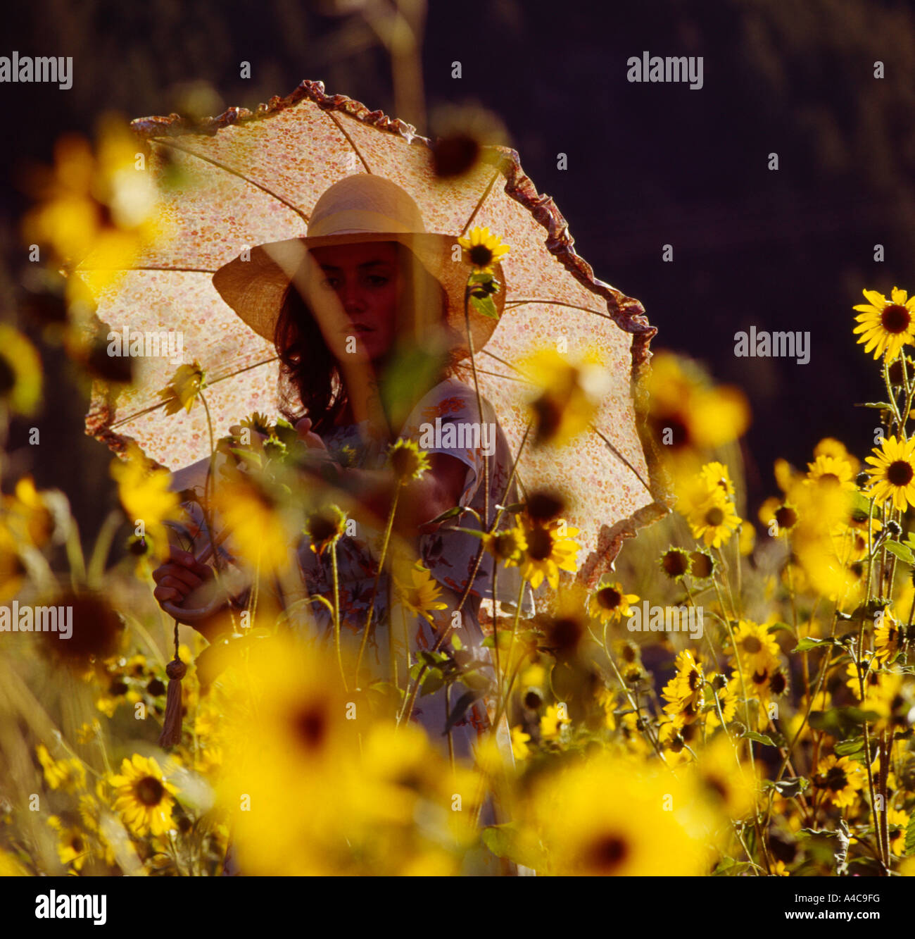 Attractive young girl with parasol deep in a field of yellow flowers ...