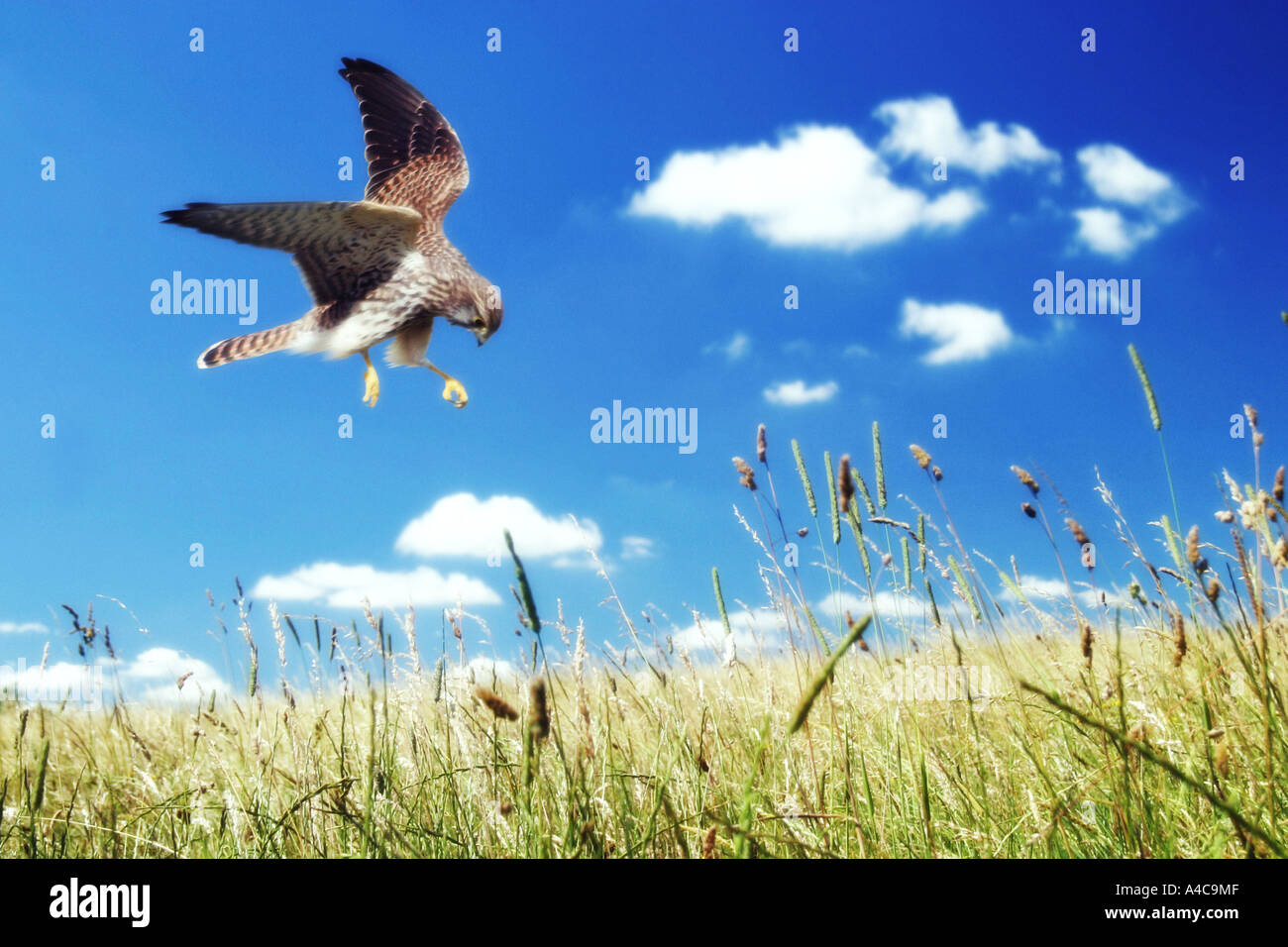 Bird of prey dive hi-res stock photography and images - Alamy