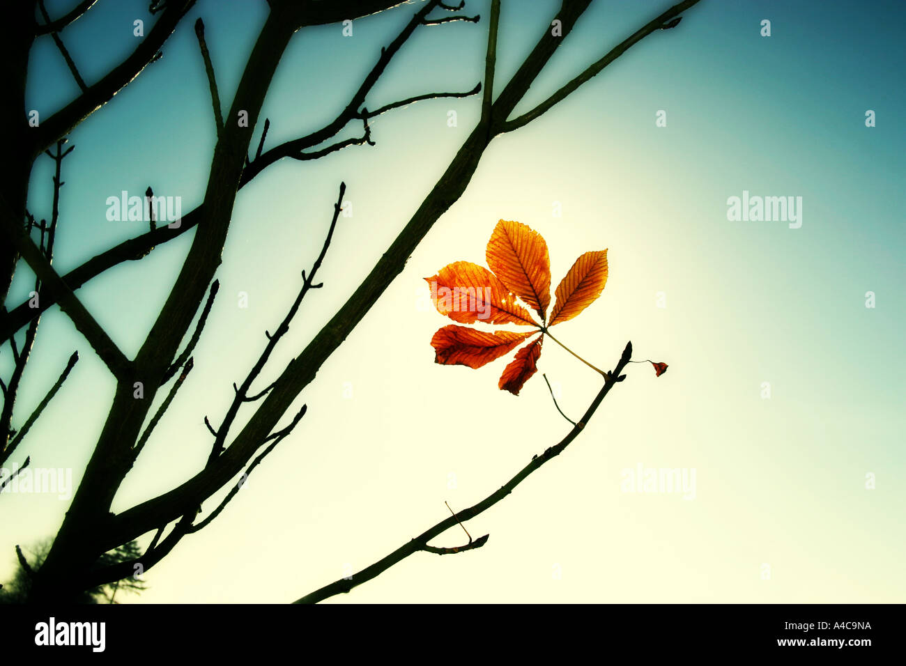 The Last Leaf High Resolution Stock Photography and Images - Alamy