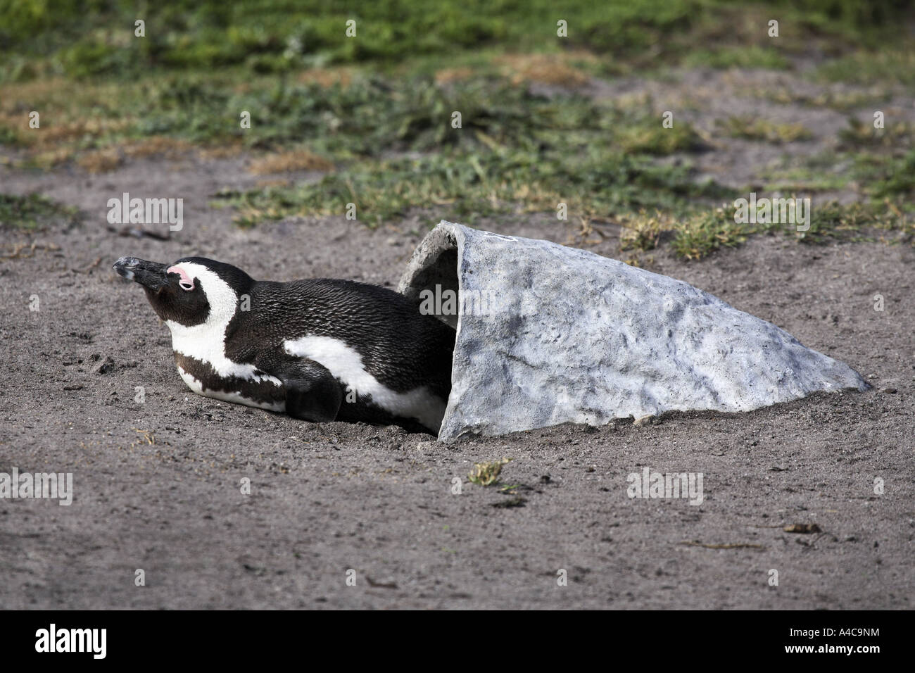 jackass penguin in artificial nest South Africa Stock Photo - Alamy