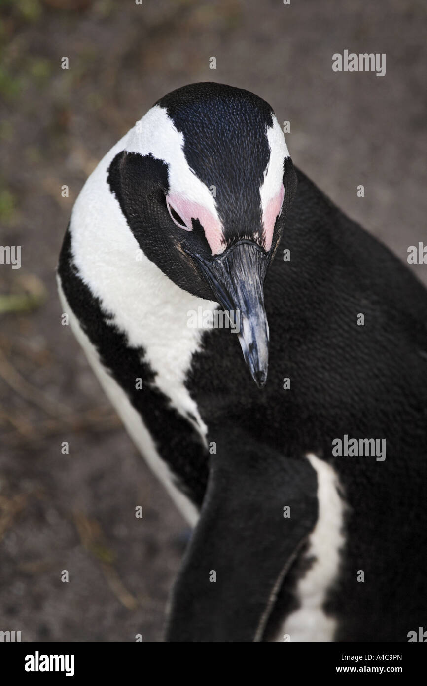 African penguin and seabird sanctuary hi-res stock photography and ...