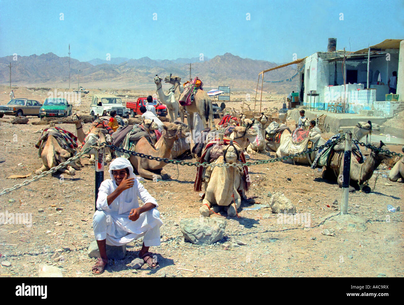 Camel taxi rank in Dahab, Egypt Stock Photo - Alamy