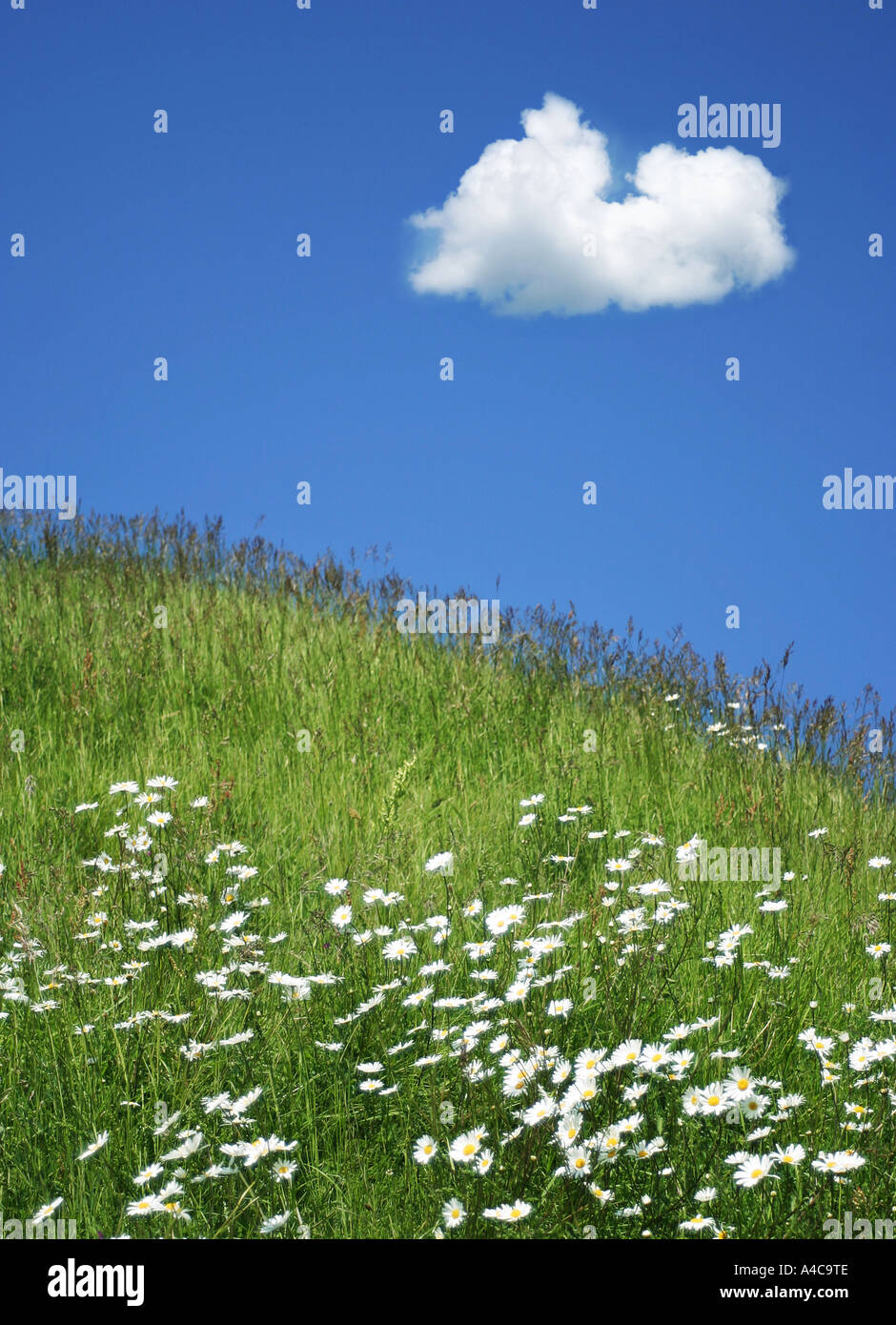 Spring meadow with hi-res stock photography and images - Alamy