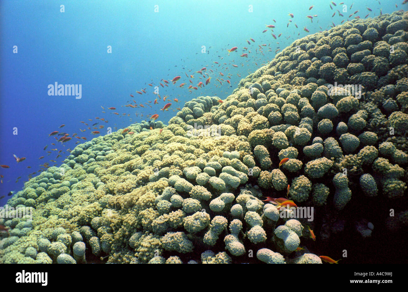 Red Sea coral in Egypt Stock Photo - Alamy