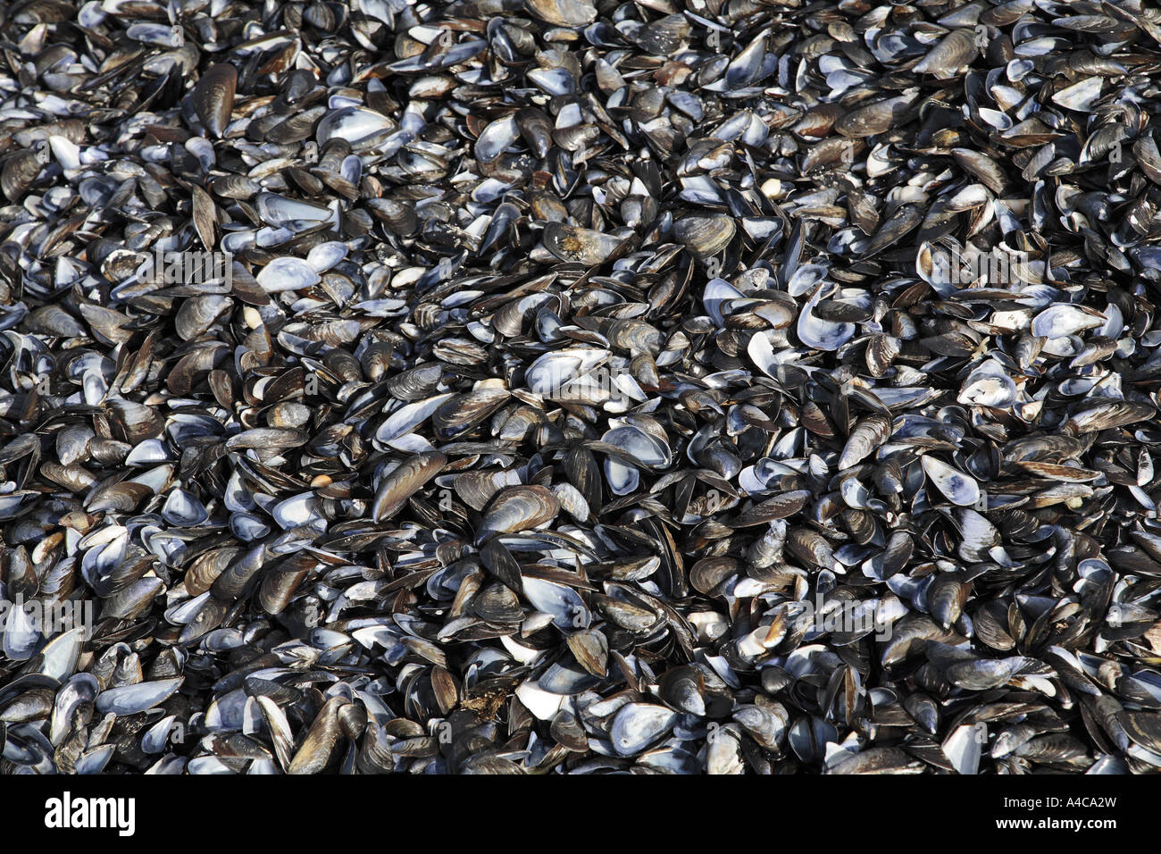mussel shell texture Stock Photo - Alamy