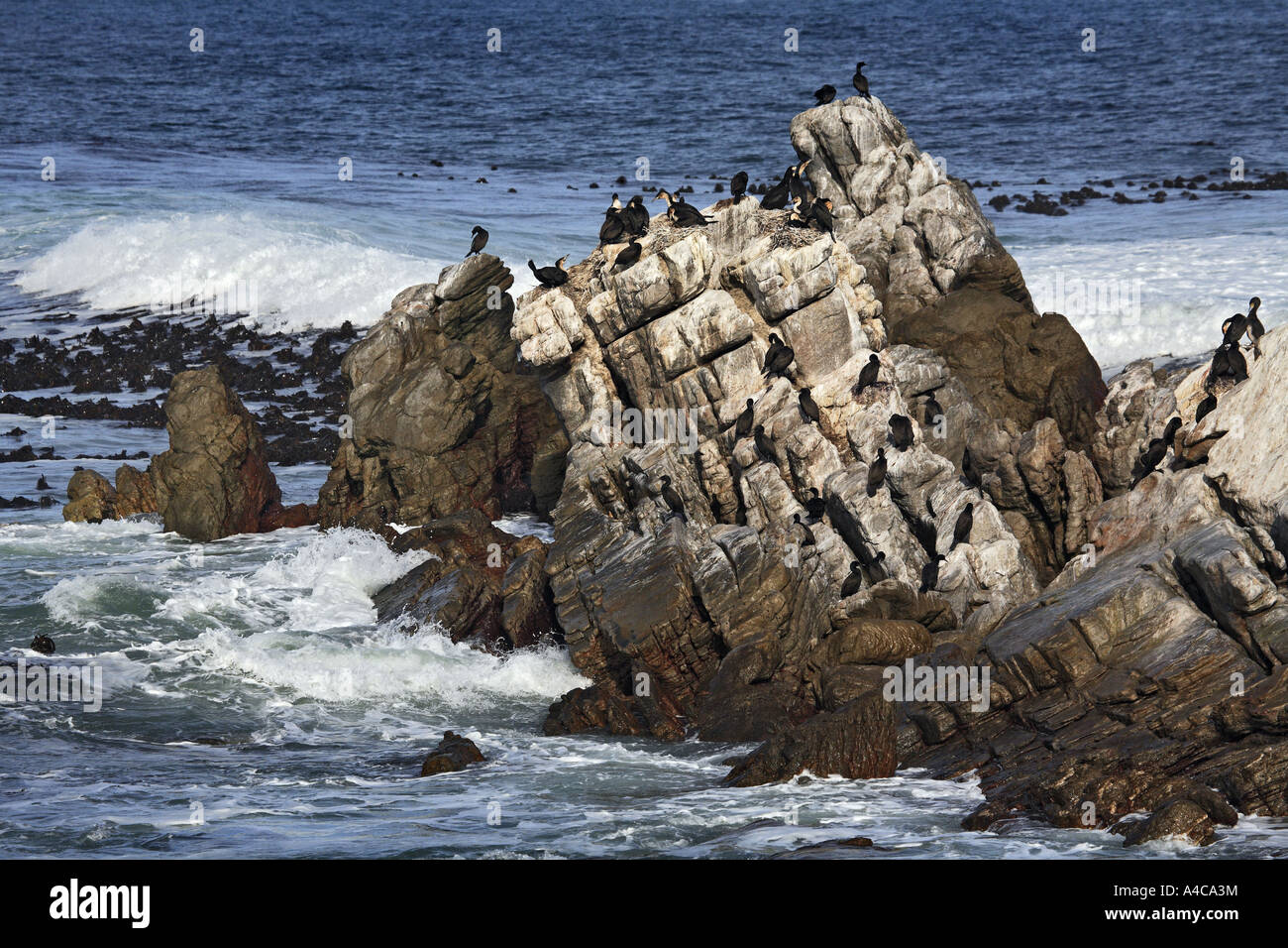 Bank cormorant phalacrocorax neglectus hi-res stock photography and ...