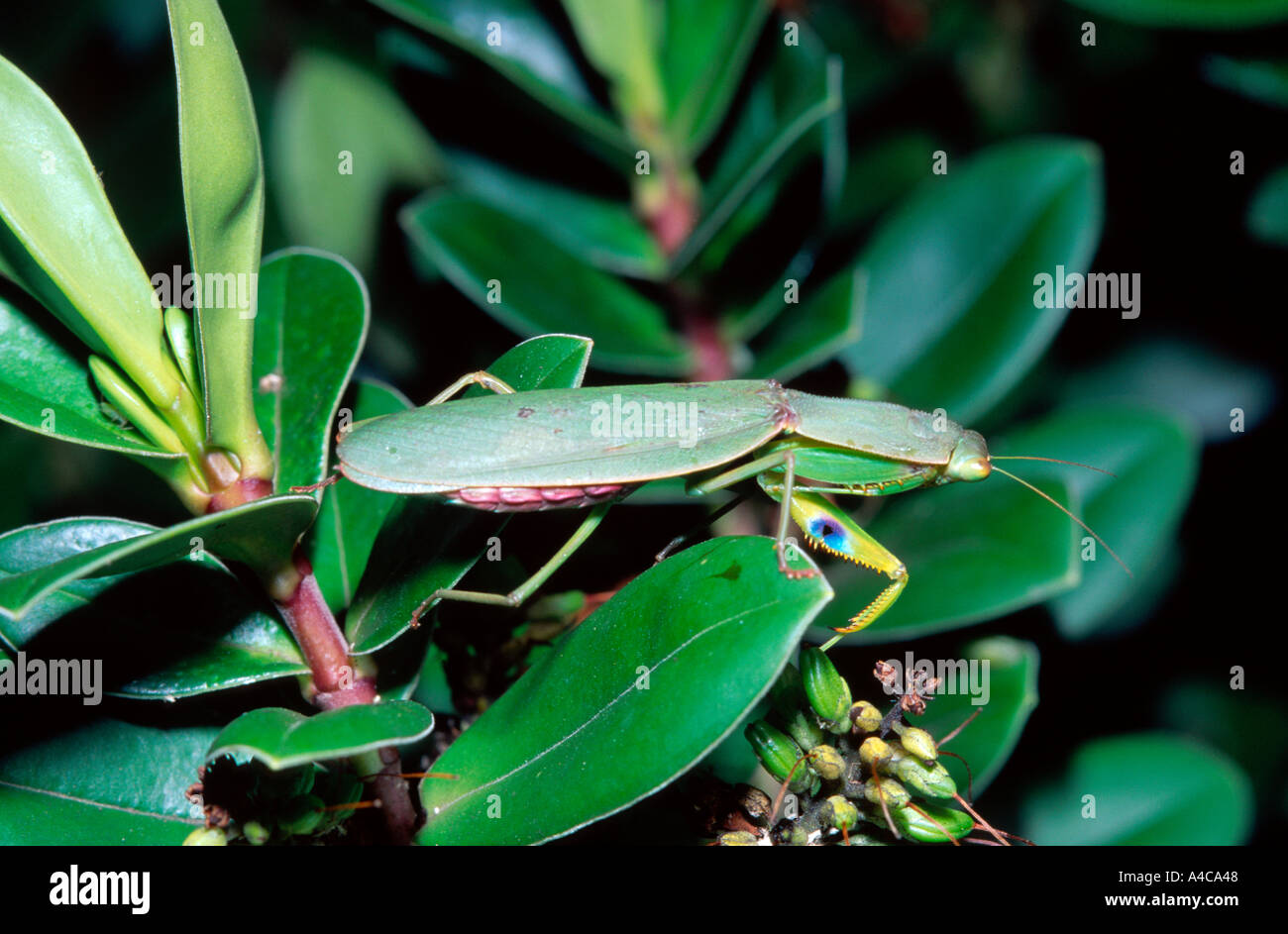 Australian praying mantis hi-res stock photography and images - Alamy