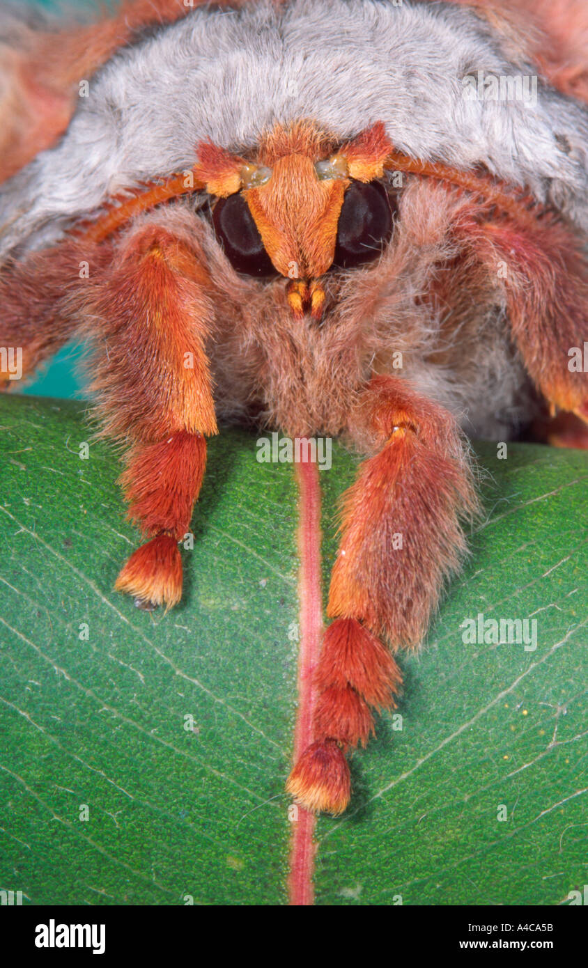 Emperor gum moth hi-res stock photography and images - Alamy