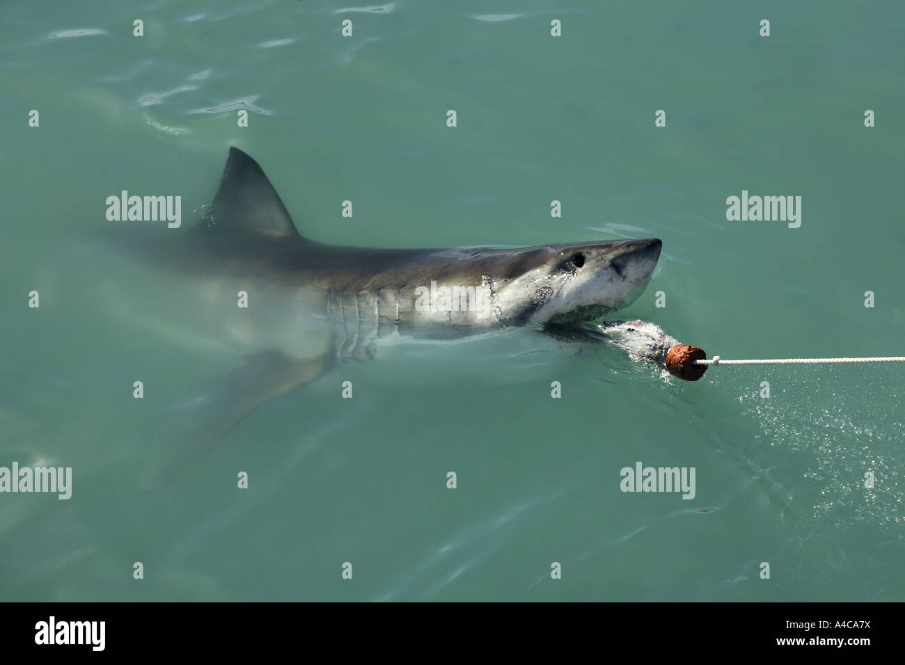 great white shark South Africa Stock Photo - Alamy