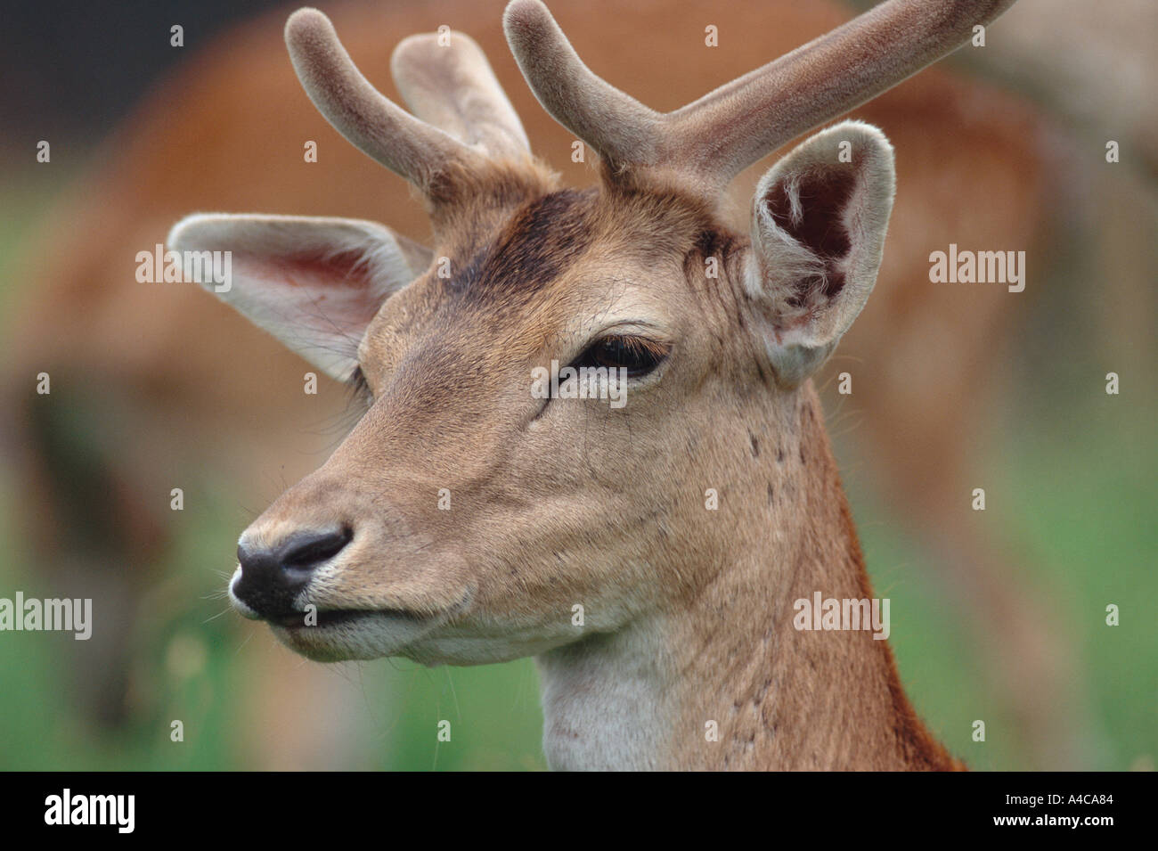 British stag hi-res stock photography and images - Alamy