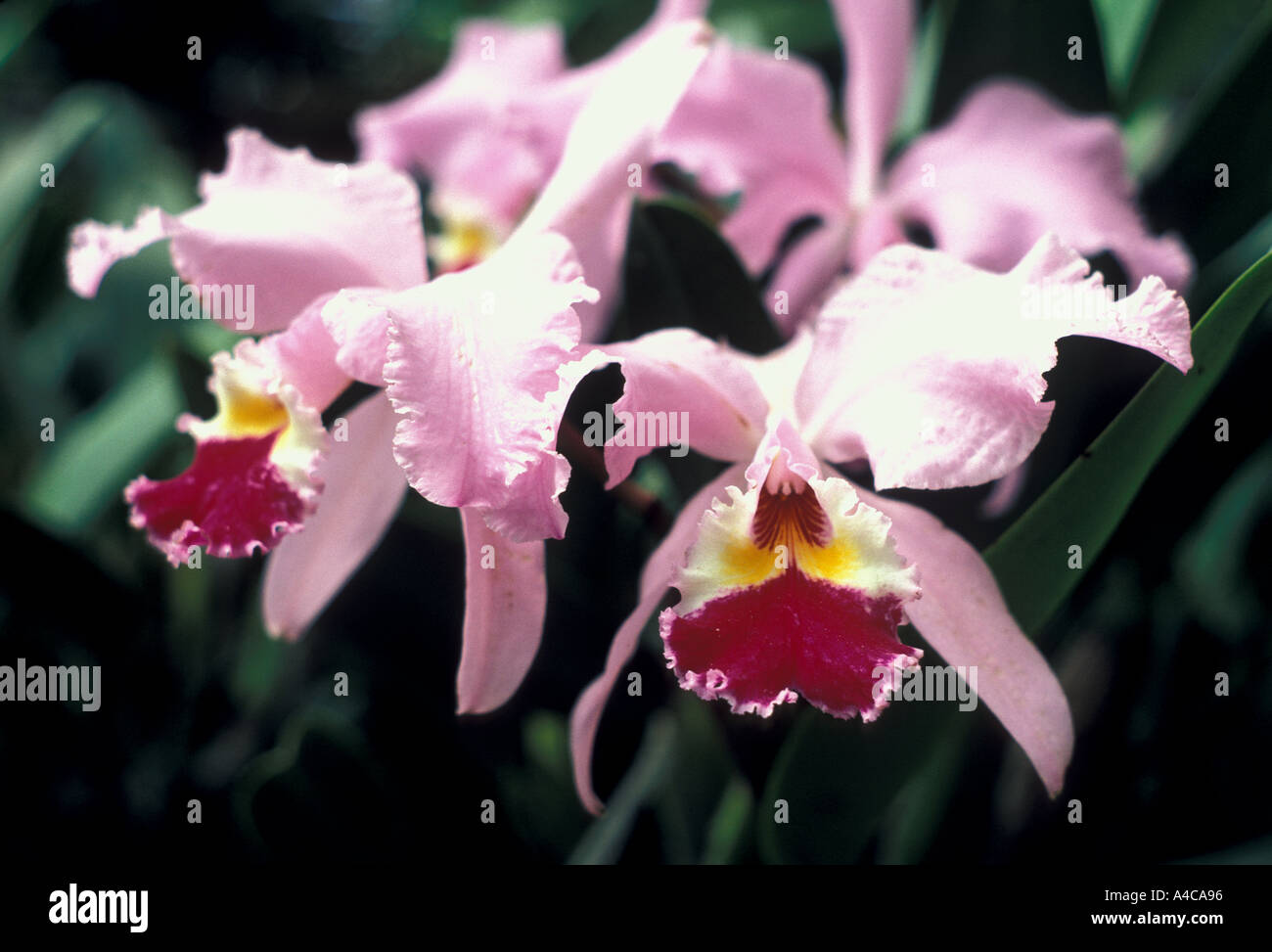 Costa Rican Orchid Stock Photo - Alamy