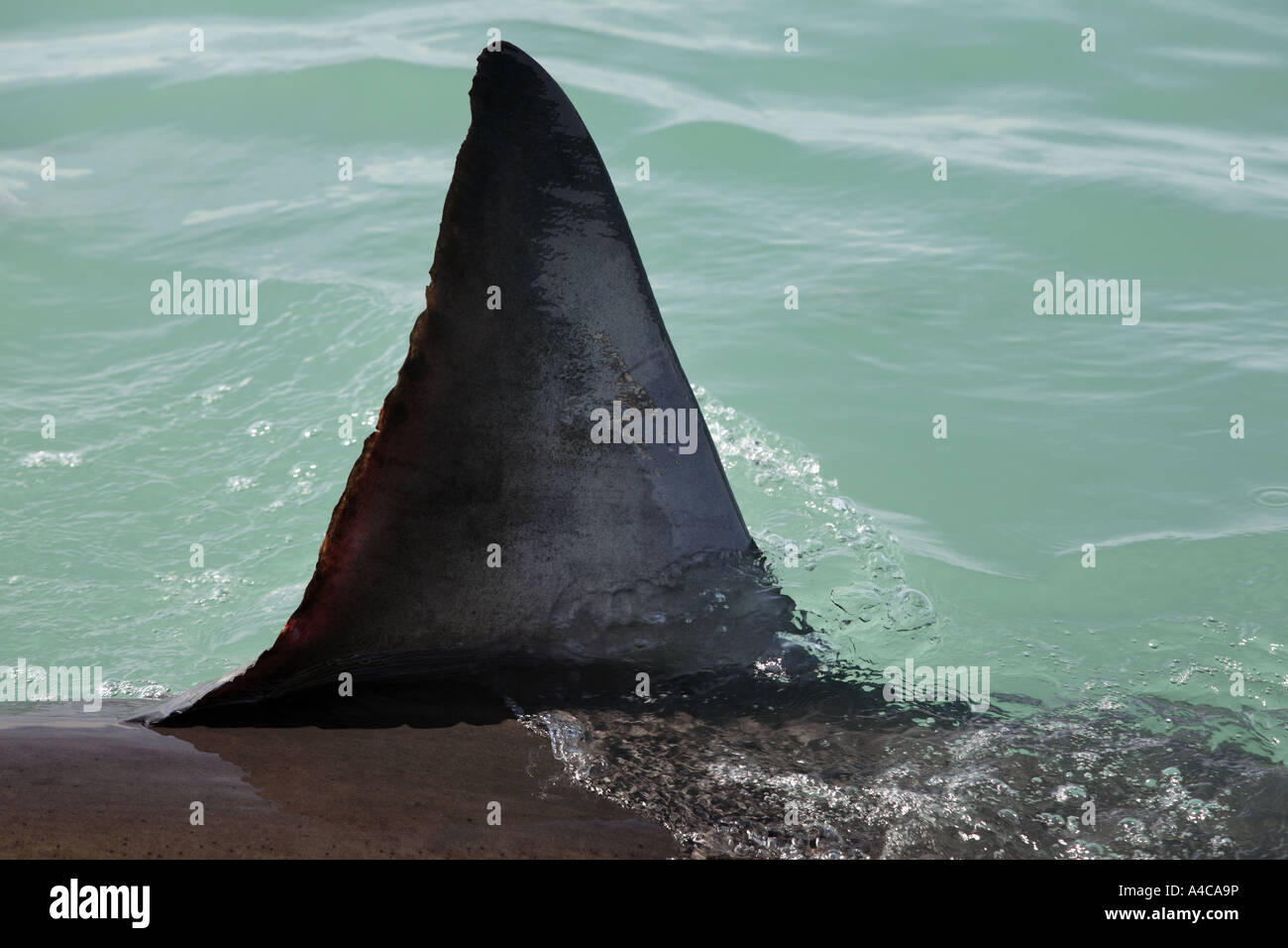 Shark dorsal fin breaking surface hi-res stock photography and images ...