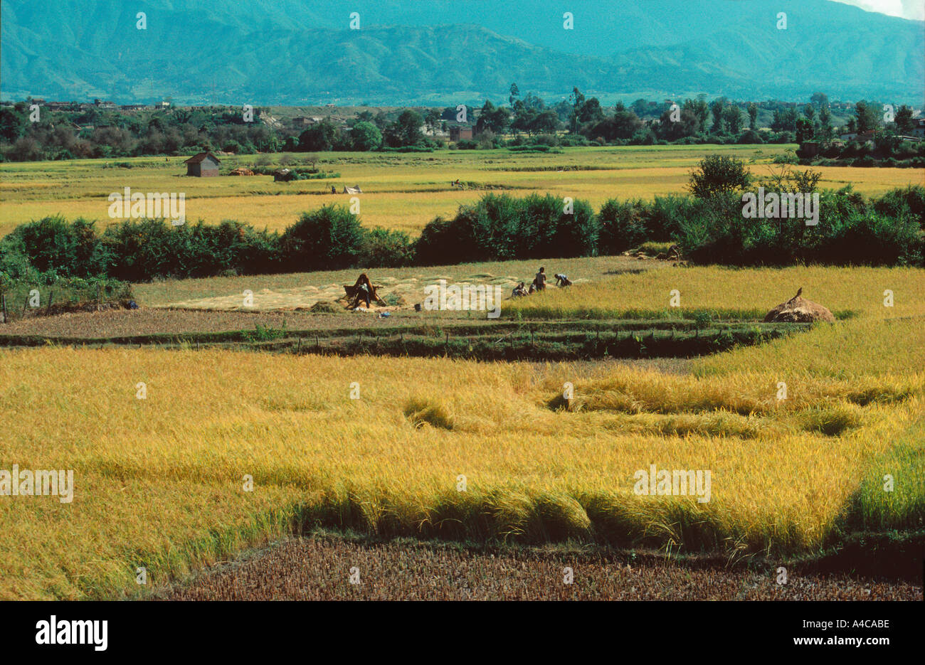 Rice harvest in the Kathmandu valley Nepal Stock Photo - Alamy