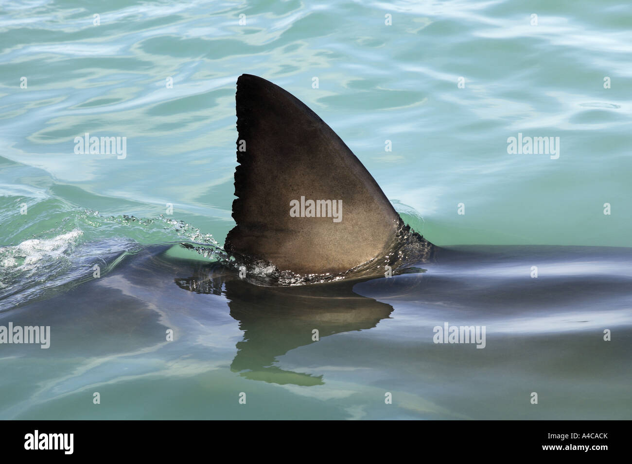 great white shark dorsal fin breaking surface South Africa Stock Photo ...