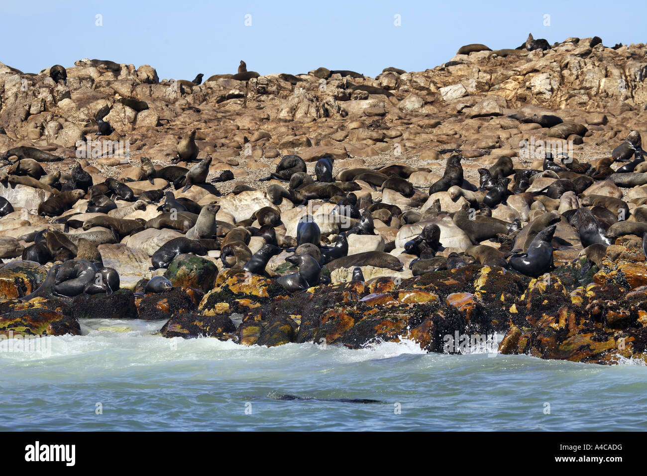 Cape fur seals colony on Dyer Island South Africa Stock Photo - Alamy