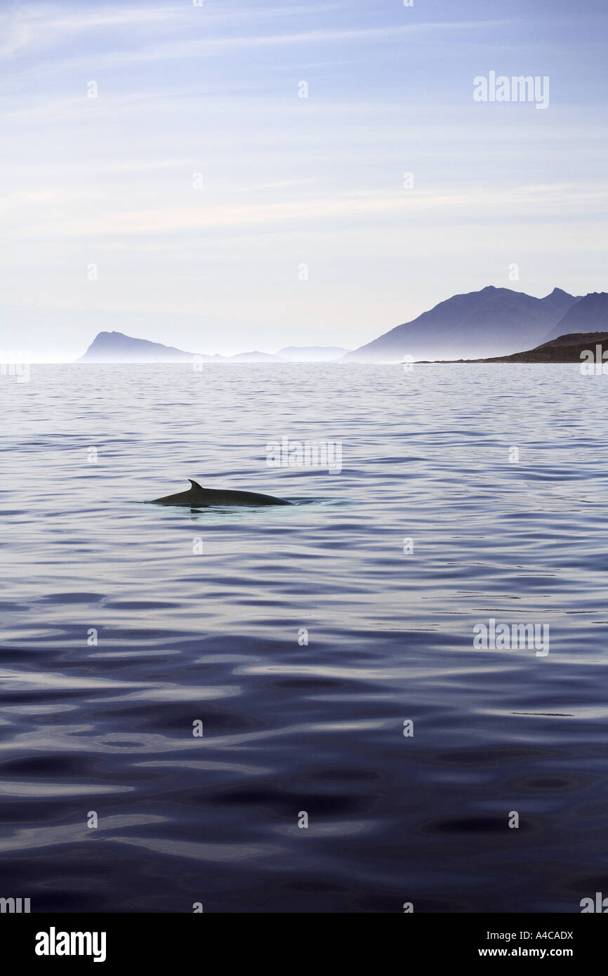 Common rorqual whale hi-res stock photography and images - Alamy