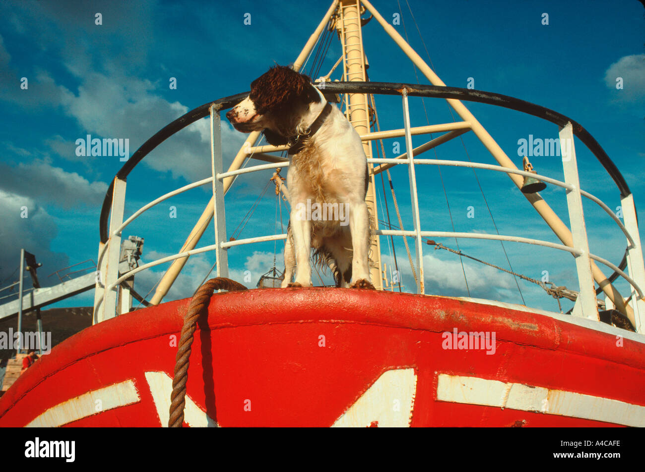 Dog on forepeak of fishing boat Ullapool harbour Wester Ross Scotland ...
