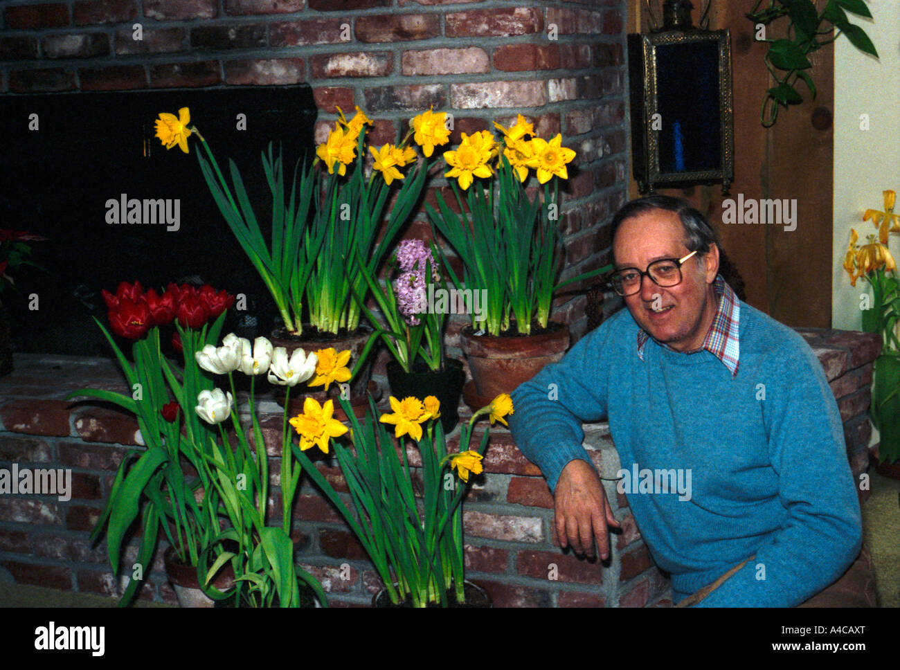 Young man showing pride in success in growing tulips and daffodils in ...