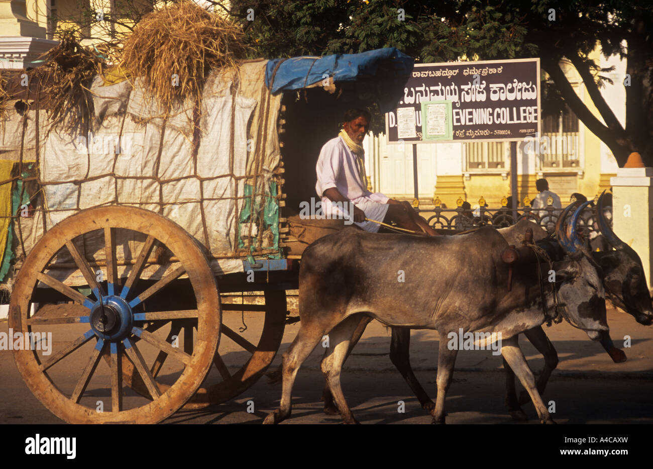 Indian man bullock cart hi-res stock photography and images - Alamy