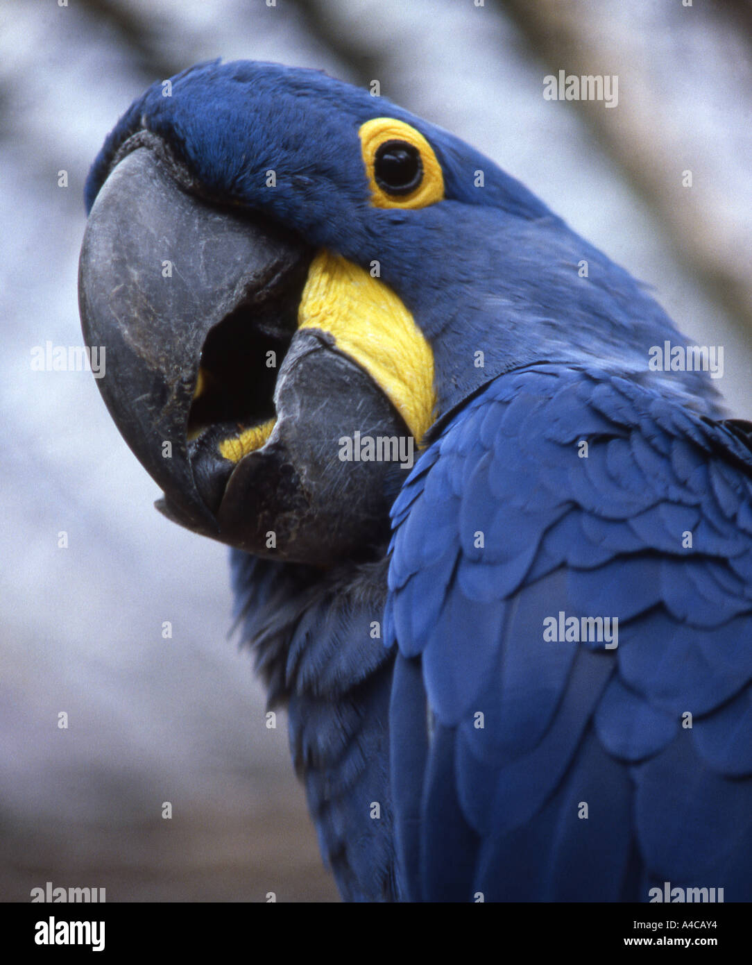 Species of macaw native hi-res stock photography and images - Alamy