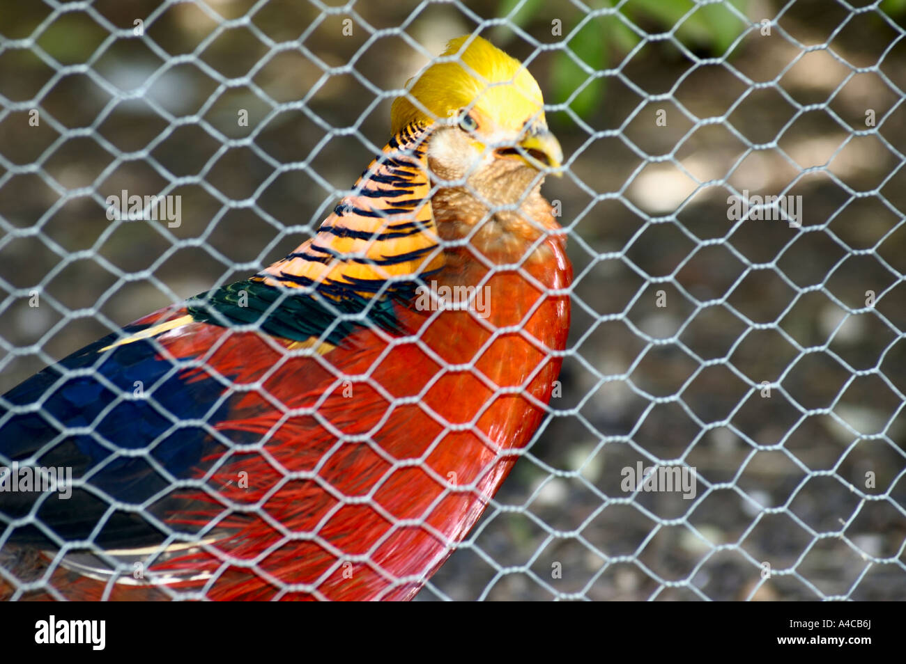 Colourful Parrot at a farm Stock Photo - Alamy
