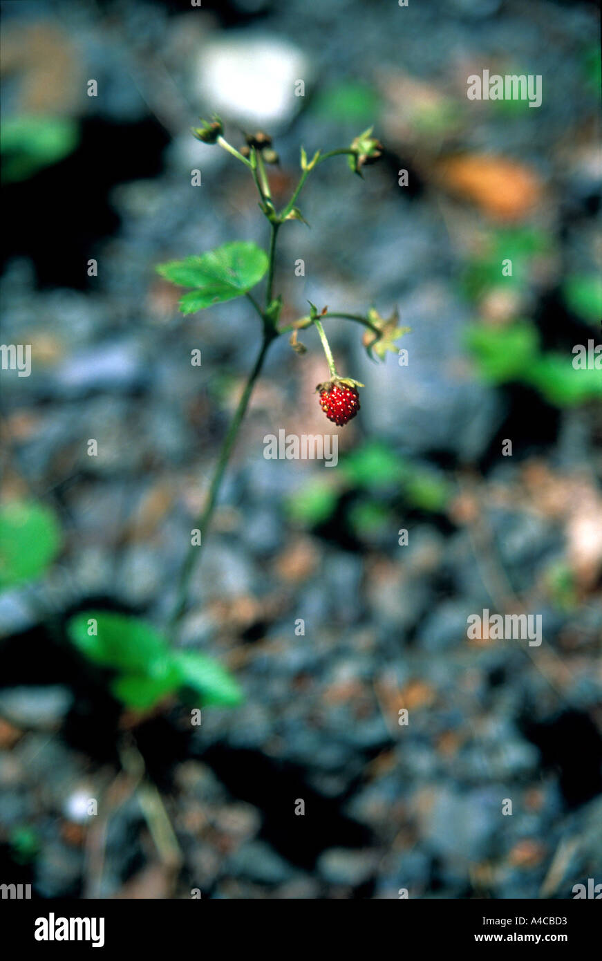 Lone strawberry hi-res stock photography and images - Alamy