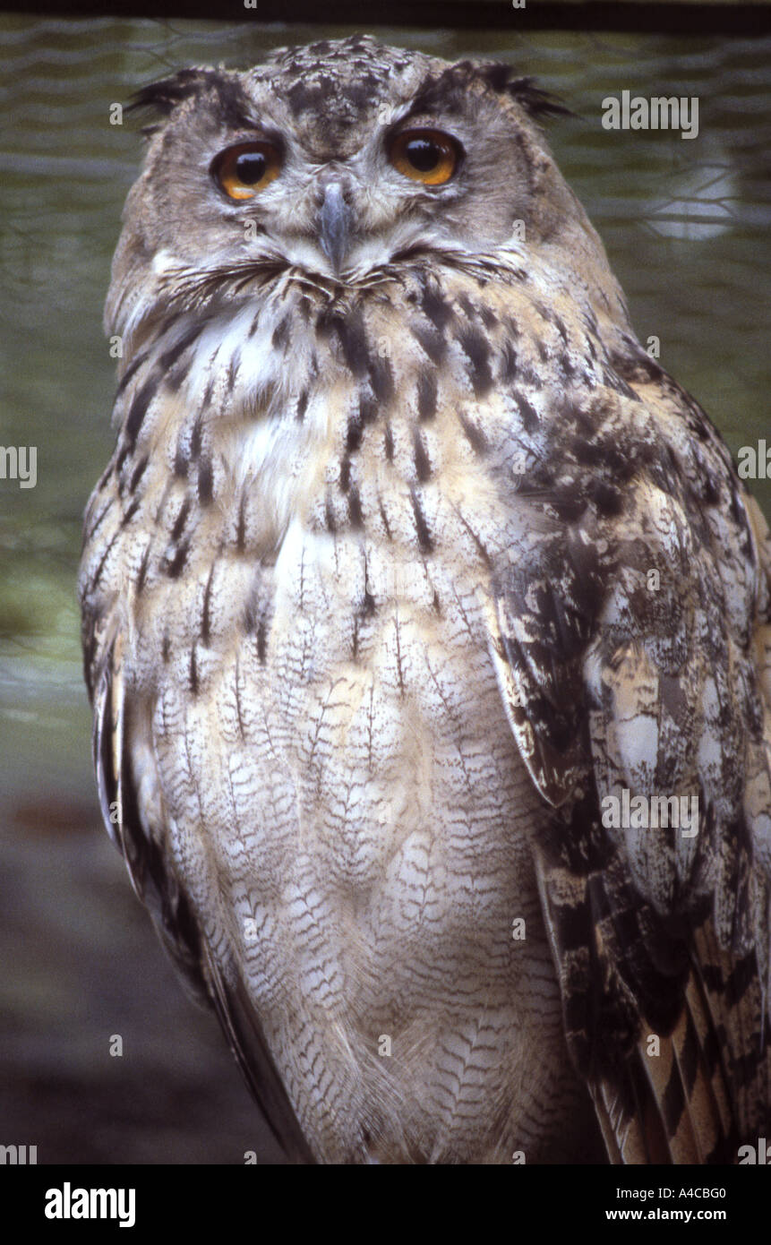 Eagle Owl, Bubo bubo Stock Photo - Alamy