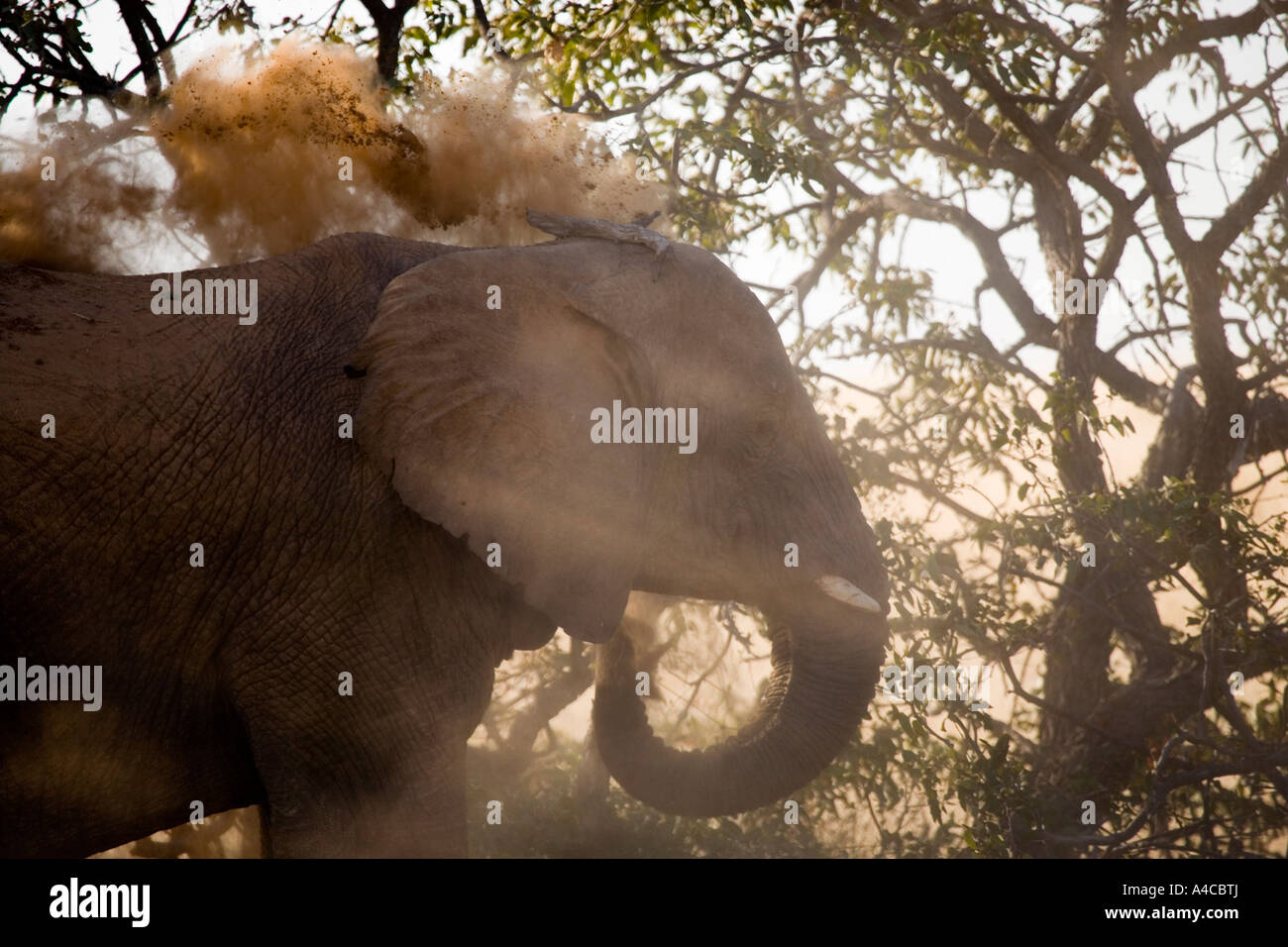 An elephant dust bathing, in Damaraland, Namibia, Africa Stock Photo ...
