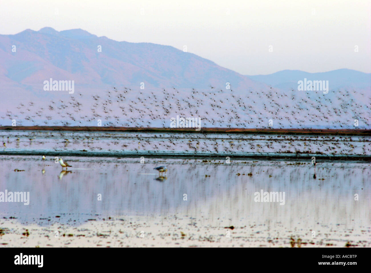 flying waterfowl, great salt lake, utah Stock Photo - Alamy