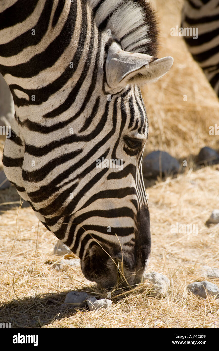 Zebra grazing in Etosha national park, Namibia, Africa Stock Photo - Alamy