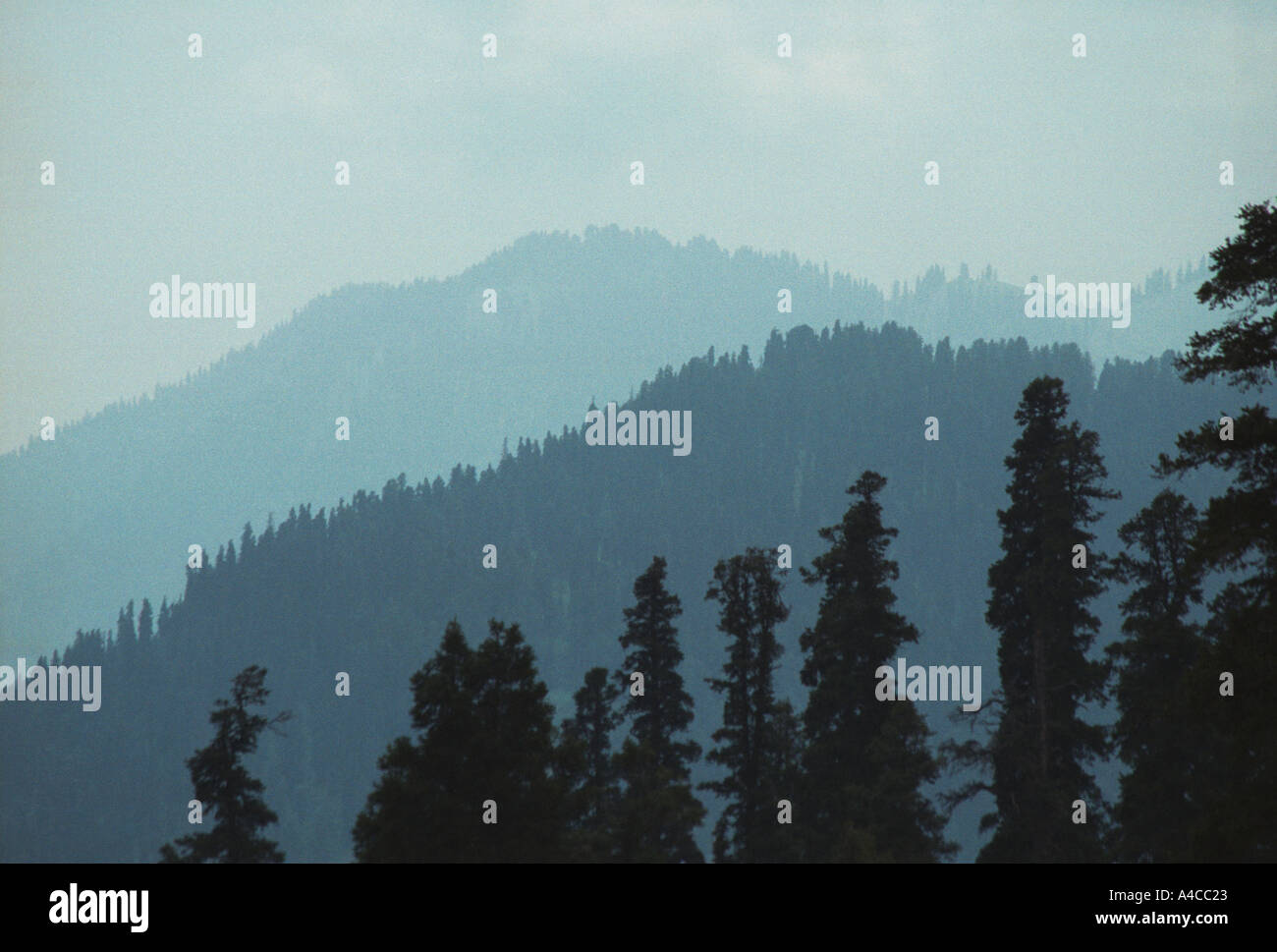 The pine covered Kashmir valley Stock Photo - Alamy