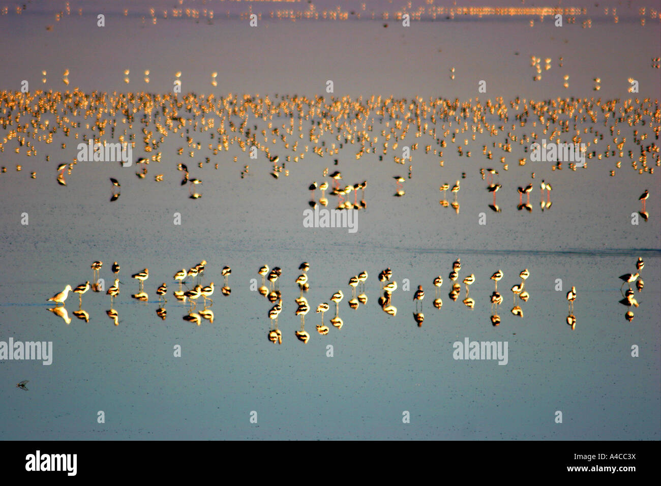 waterfowl, great salt lake, utah Stock Photo - Alamy